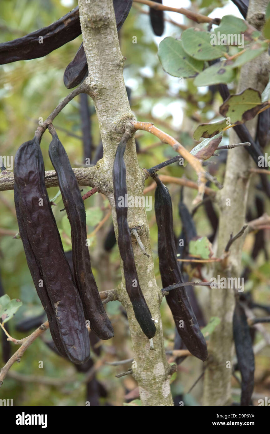 Fruits of baobab tree hi-res stock photography and images - Alamy