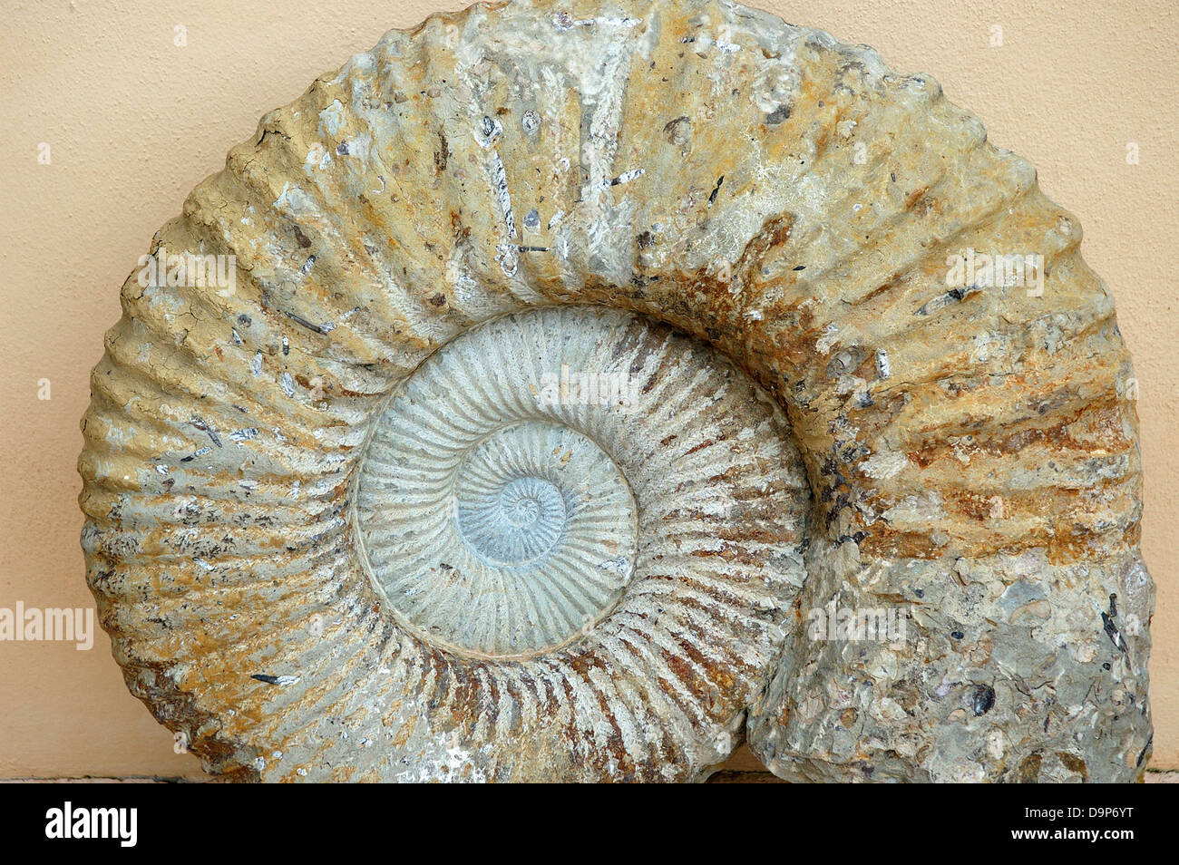 Ammonite forms hi-res stock photography and images - Alamy