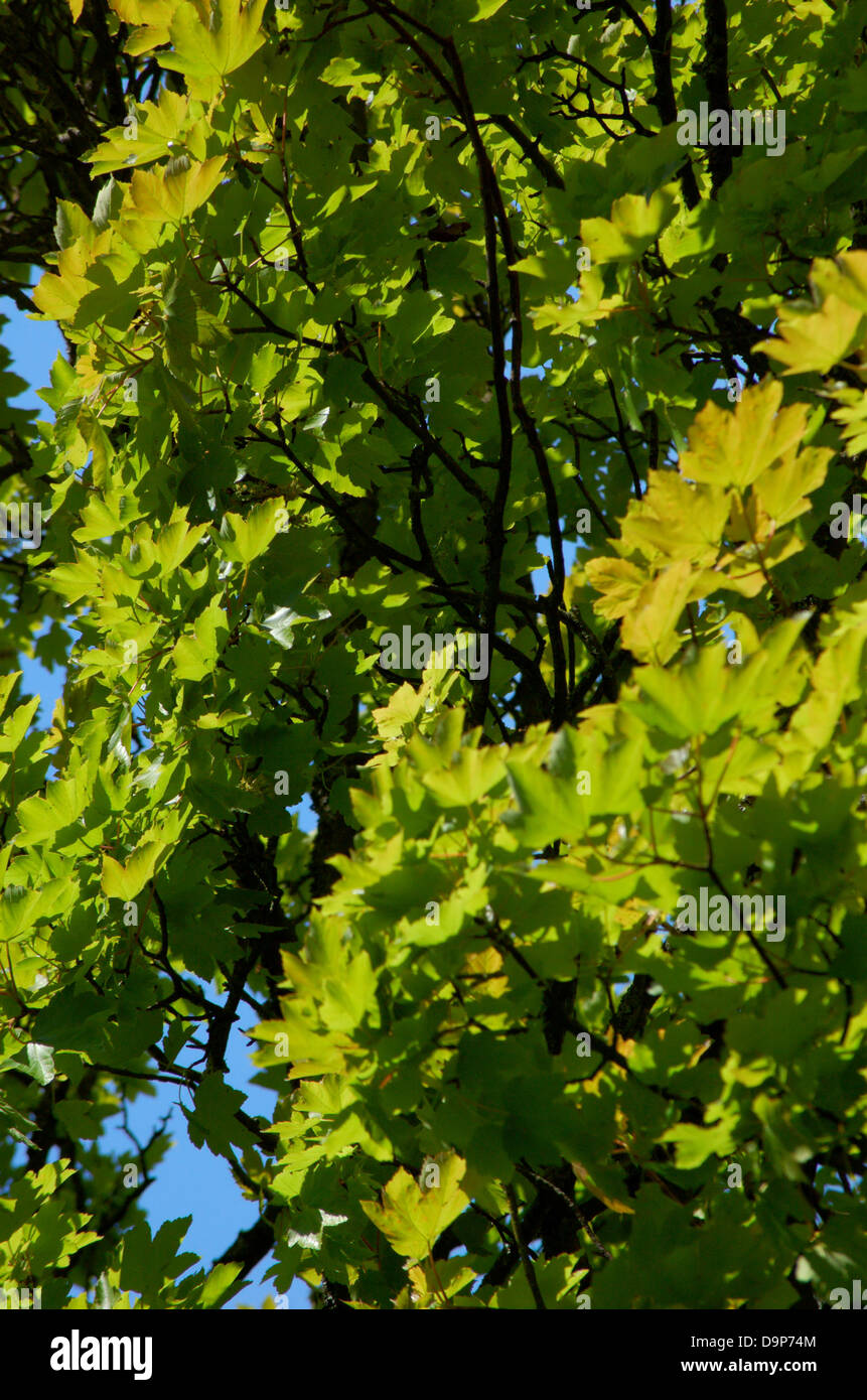 Shaded sycamore tree in Hogganfield Park in Glasgow, Scotland Stock ...