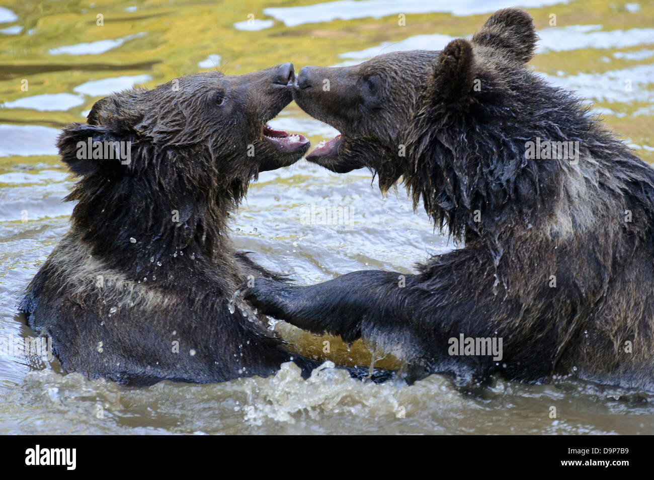 Ursus arctos, brown bear, Braunbär, Braunbaer, bears Stock Photo - Alamy