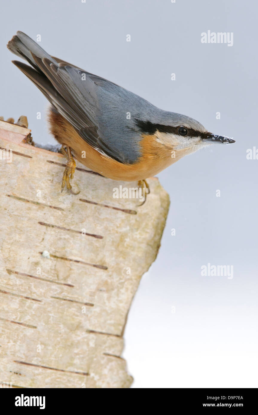 Eurasian Nuthatch, Kleiber, Sitta europaea Stock Photo - Alamy