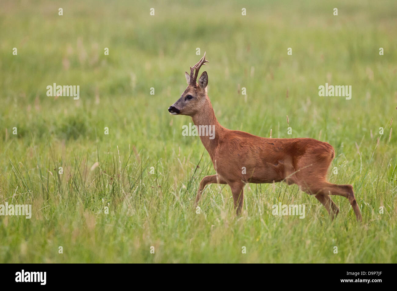 Roe deer fawn hi-res stock photography and images - Alamy