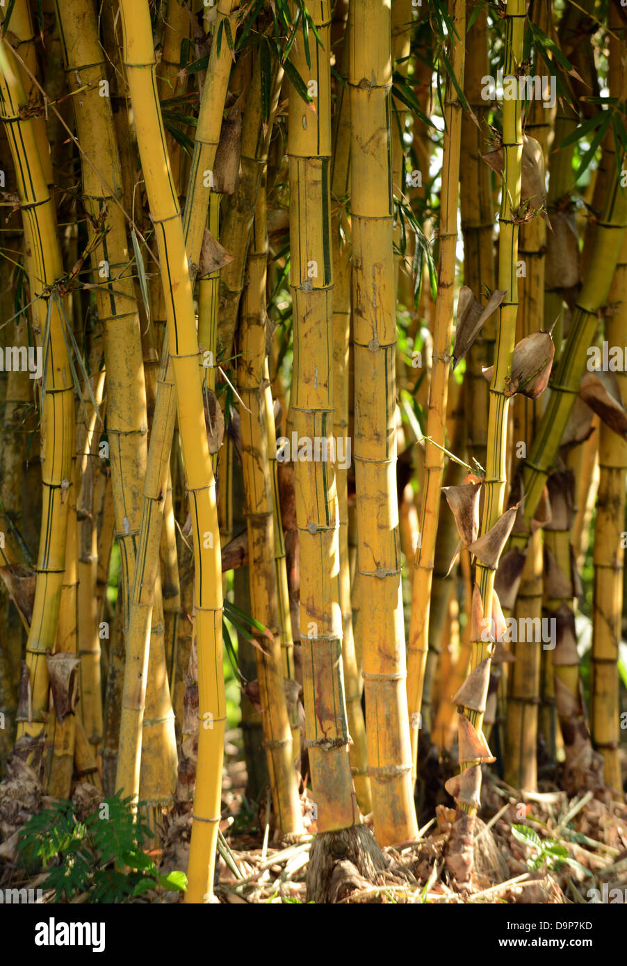 group of bamboo plants growing in the rainforest in panama Stock Photo ...
