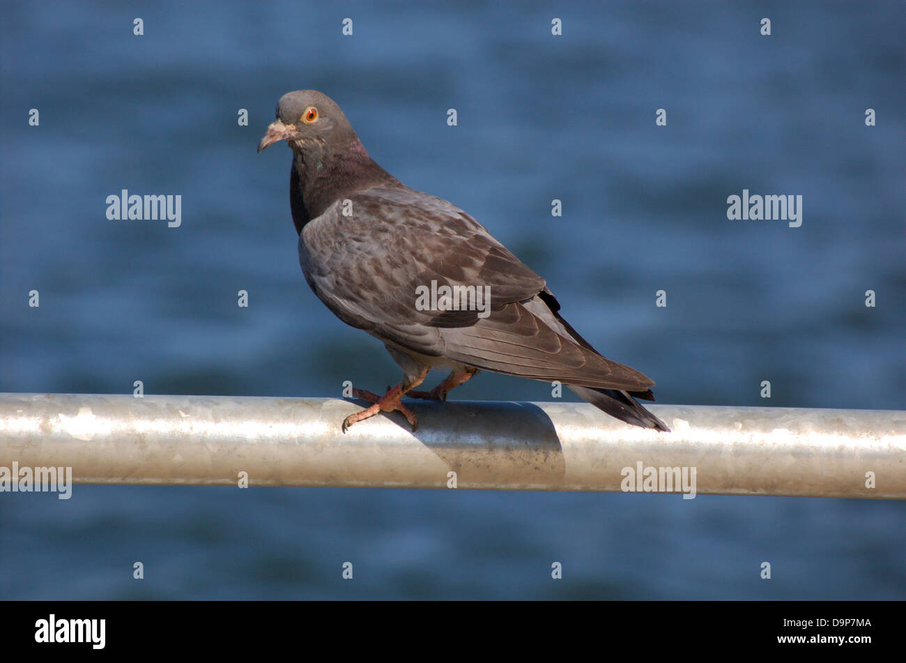 Pigeoon perched on railing at Hogganfield Park in Glasgow, Scotland ...