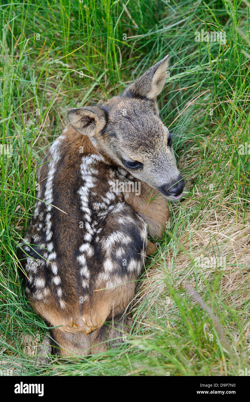 roe deer, fawn, capreolus capreolus Stock Photo - Alamy