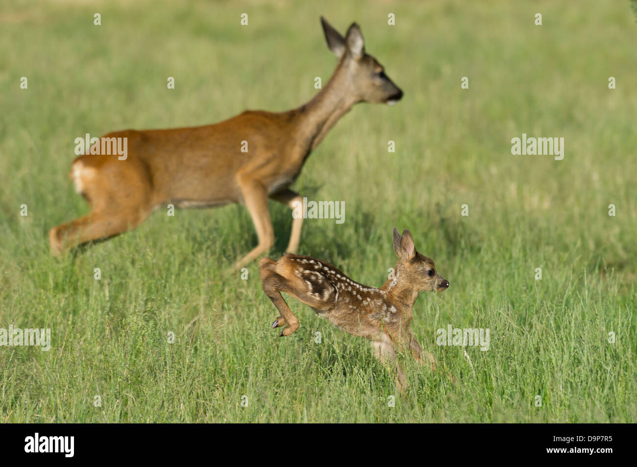 roe deer, fawn, capreolus capreolus Stock Photo - Alamy