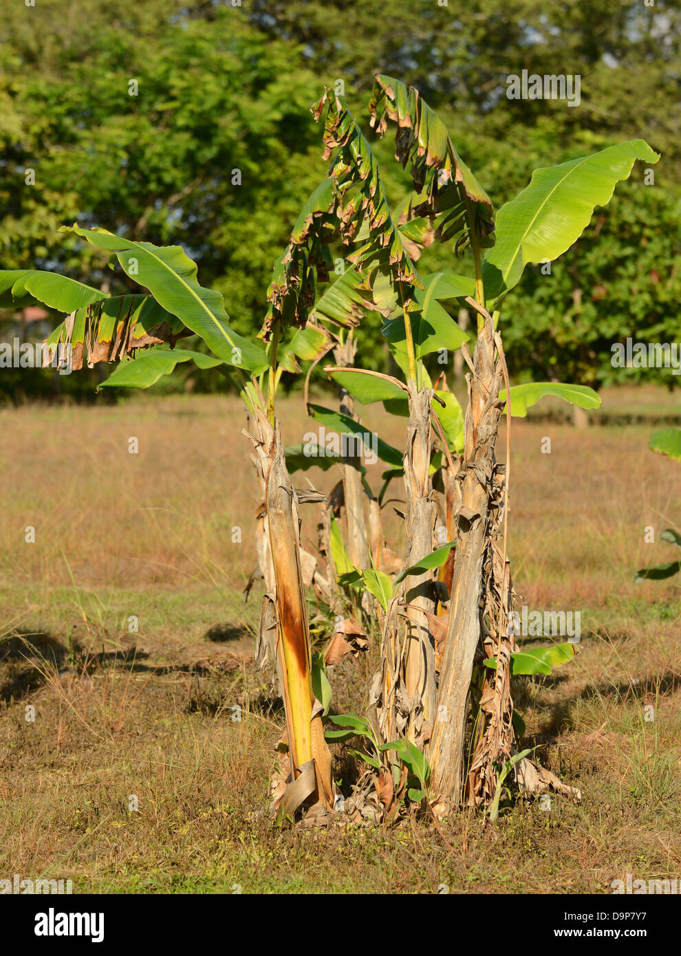 banana trees growing in nature in panama Stock Photo - Alamy