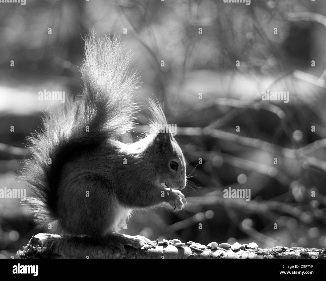 Sunny shade Black and White Stock Photos & Images - Alamy