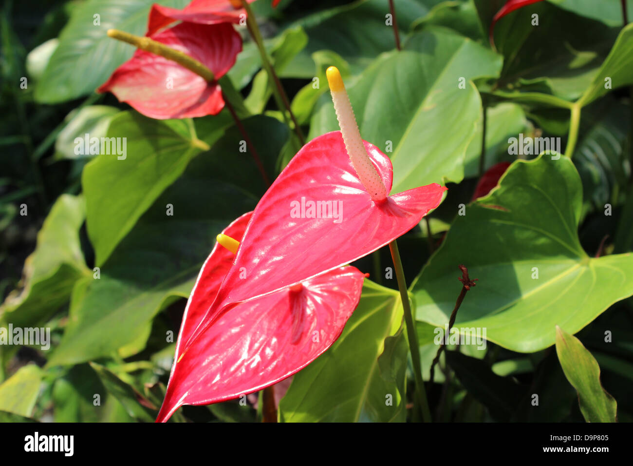 Eden project flower Stock Photo - Alamy