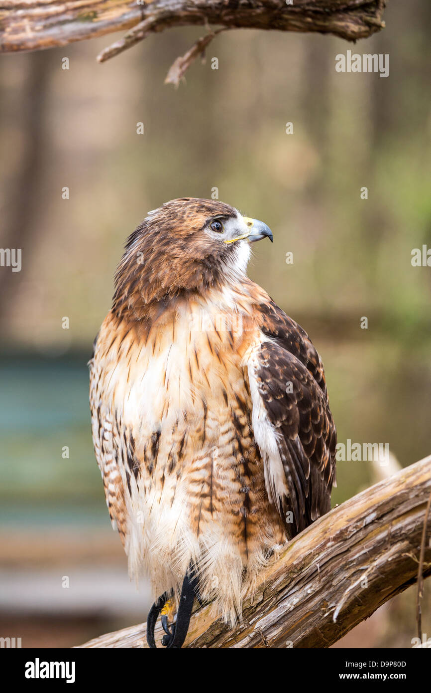 A Red Tailed Hawk searches for his next meal. Carolina Raptor Center ...
