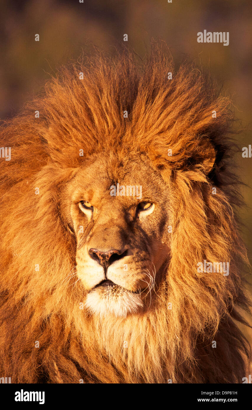 Barbary lion panthera leo extinct hi-res stock photography and images ...