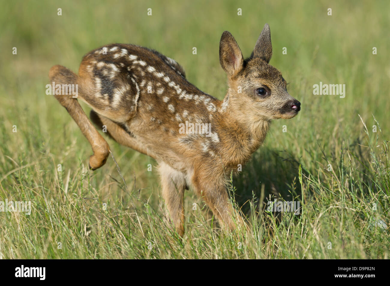 roe deer, fawn, capreolus capreolus Stock Photo - Alamy