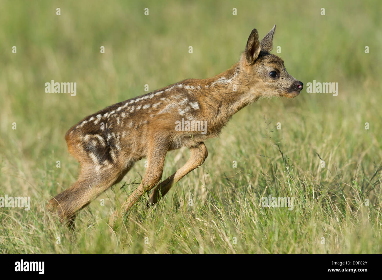 roe deer, fawn, capreolus capreolus Stock Photo - Alamy