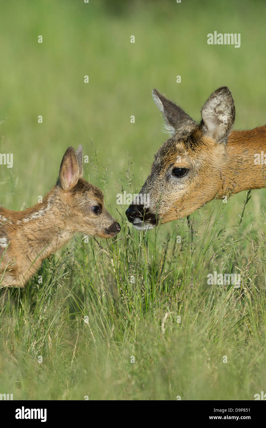 Kitz und Ricke, Reh, Rehkitz Stock Photo - Alamy