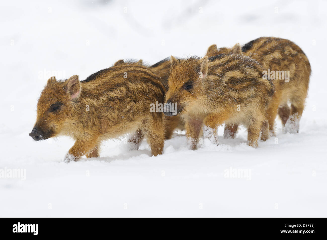 Wild boar, Sus scrofa, Wildschwein, Piglet, Piglets, Frischling ...