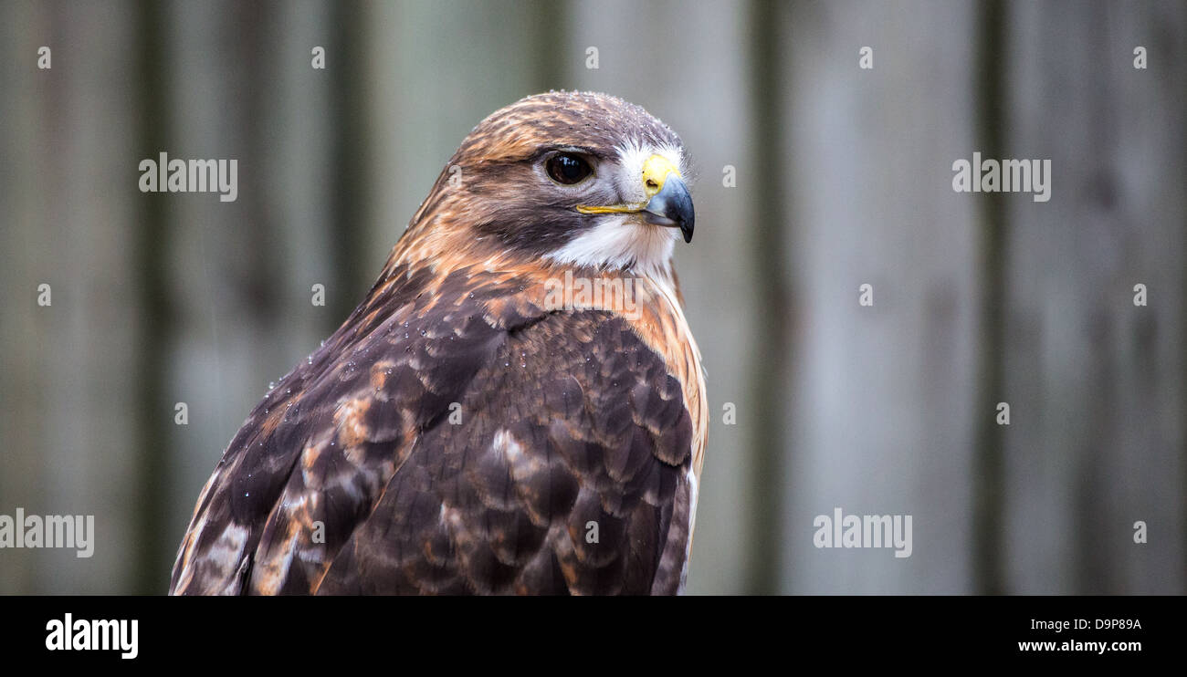 A Red Tailed Hawk searches for his next meal. Carolina Raptor Center ...