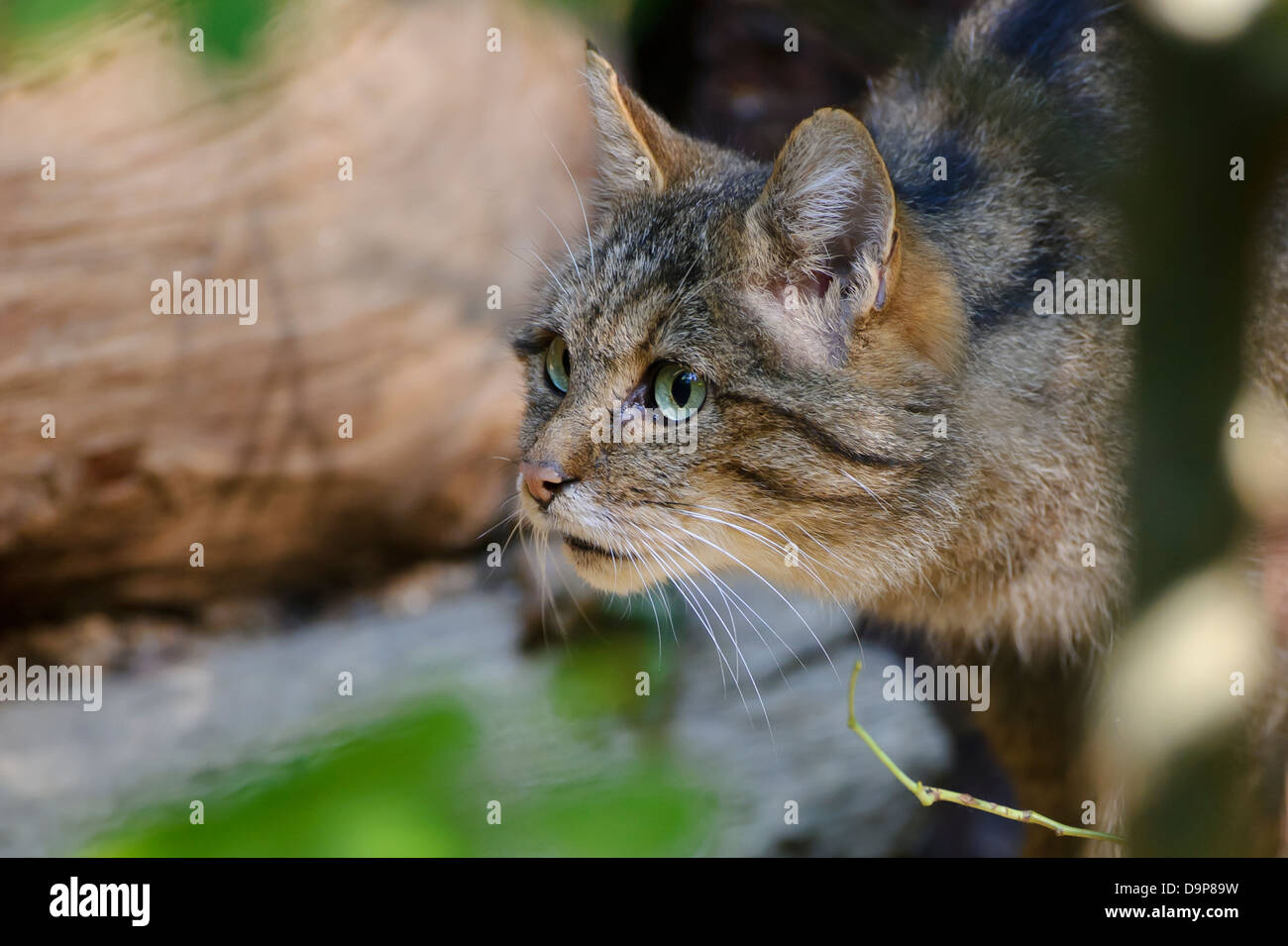 Wildkatze, wildcat, Felis silvestris Stock Photo - Alamy