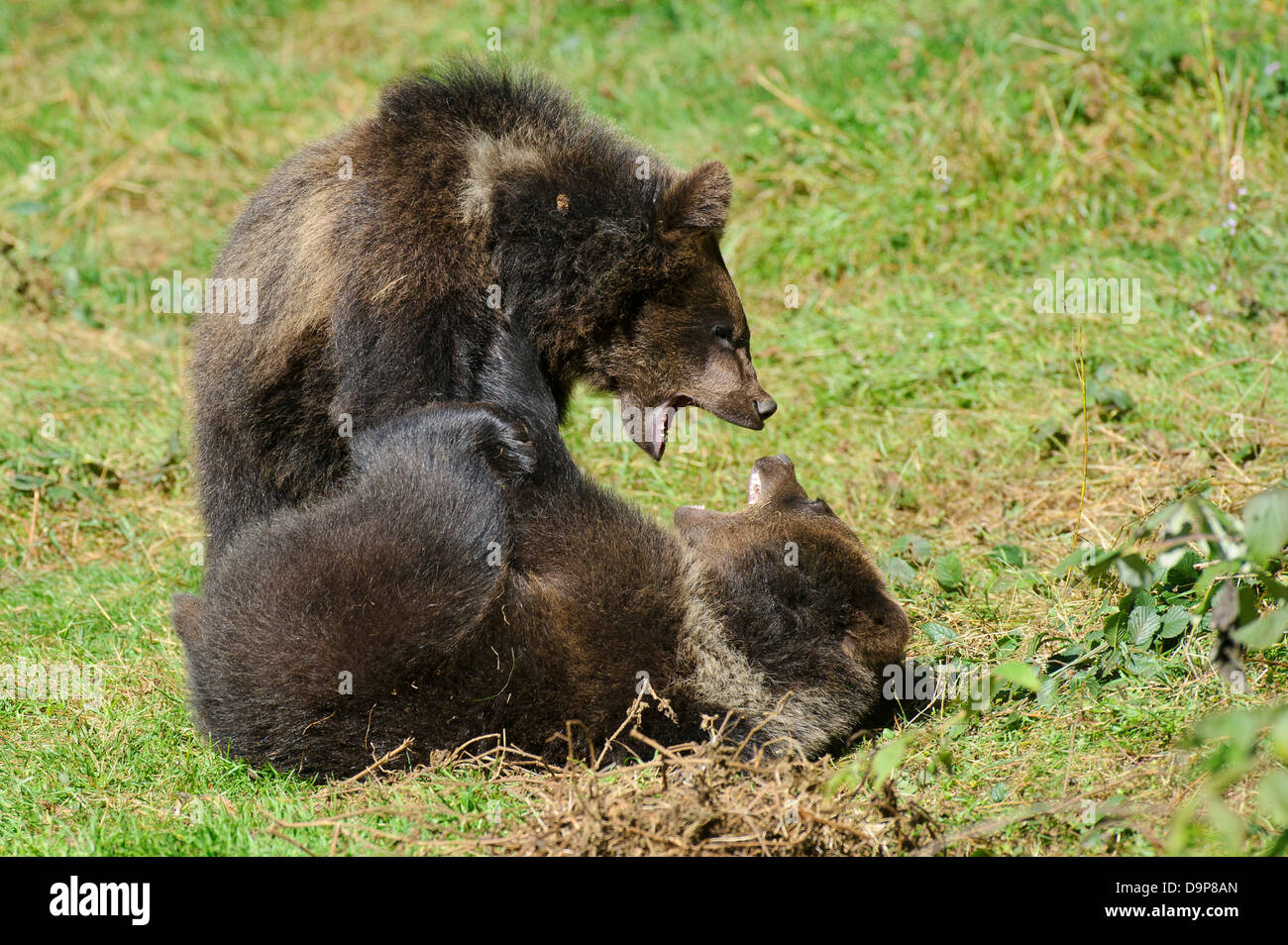 Ursus arctos, brown bear, Braunbär, Braunbaer, bears Stock Photo - Alamy