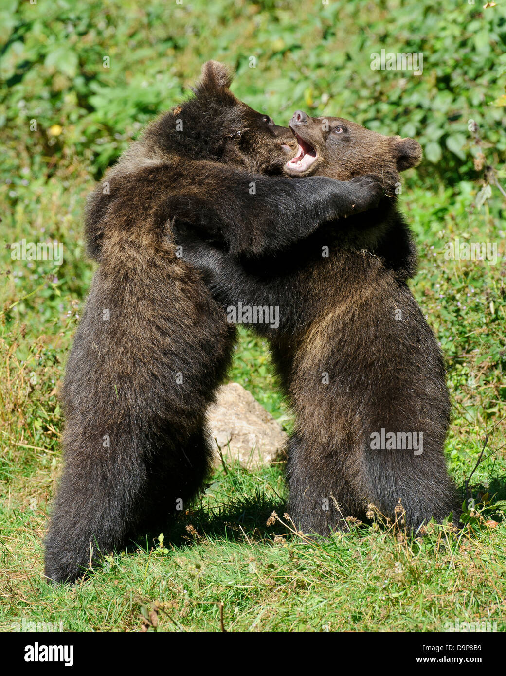 Ursus arctos, brown bear, Braunbär, Braunbaer, bears Stock Photo - Alamy