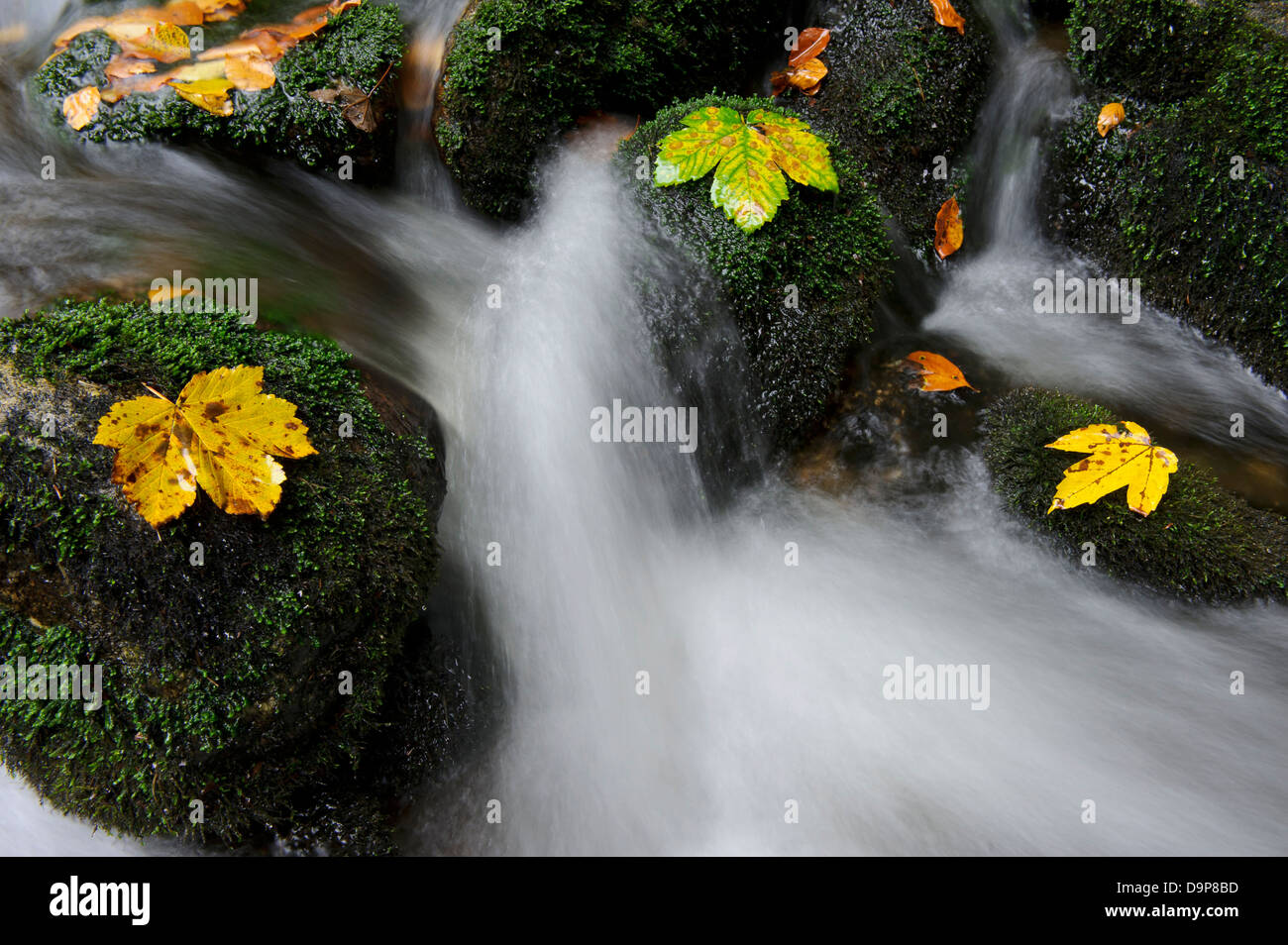 Autumn, water, leaf, color, symbolic, flowing water Stock Photo - Alamy