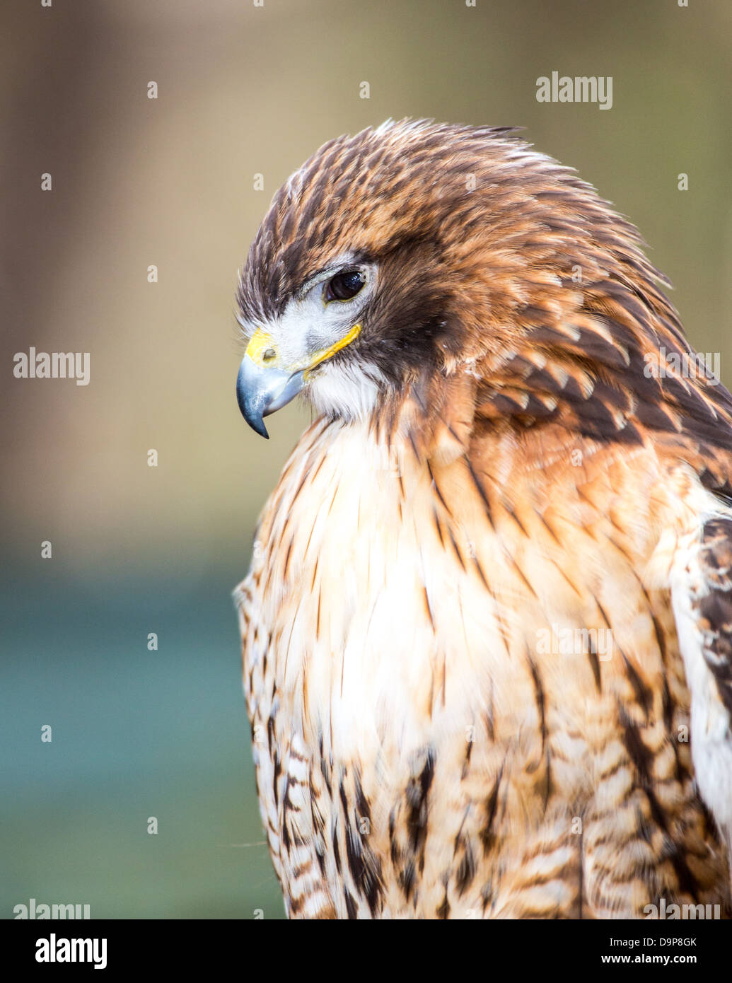 A Red Tailed Hawk searches for his next meal. Carolina Raptor Center ...