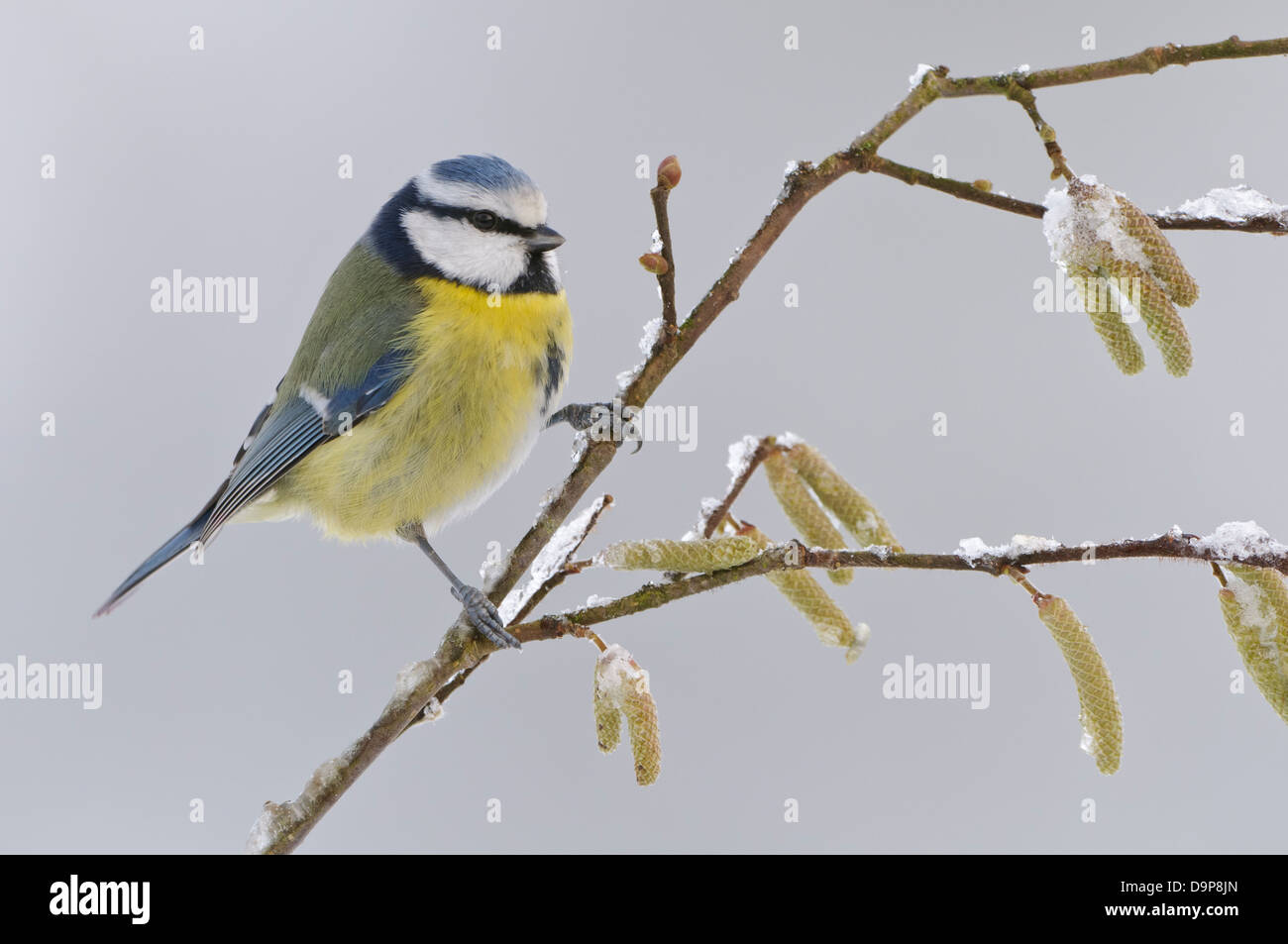 Blue Tit, Cyanistes caeruleus, Parus caeruleus, Blaumeise Stock Photo ...