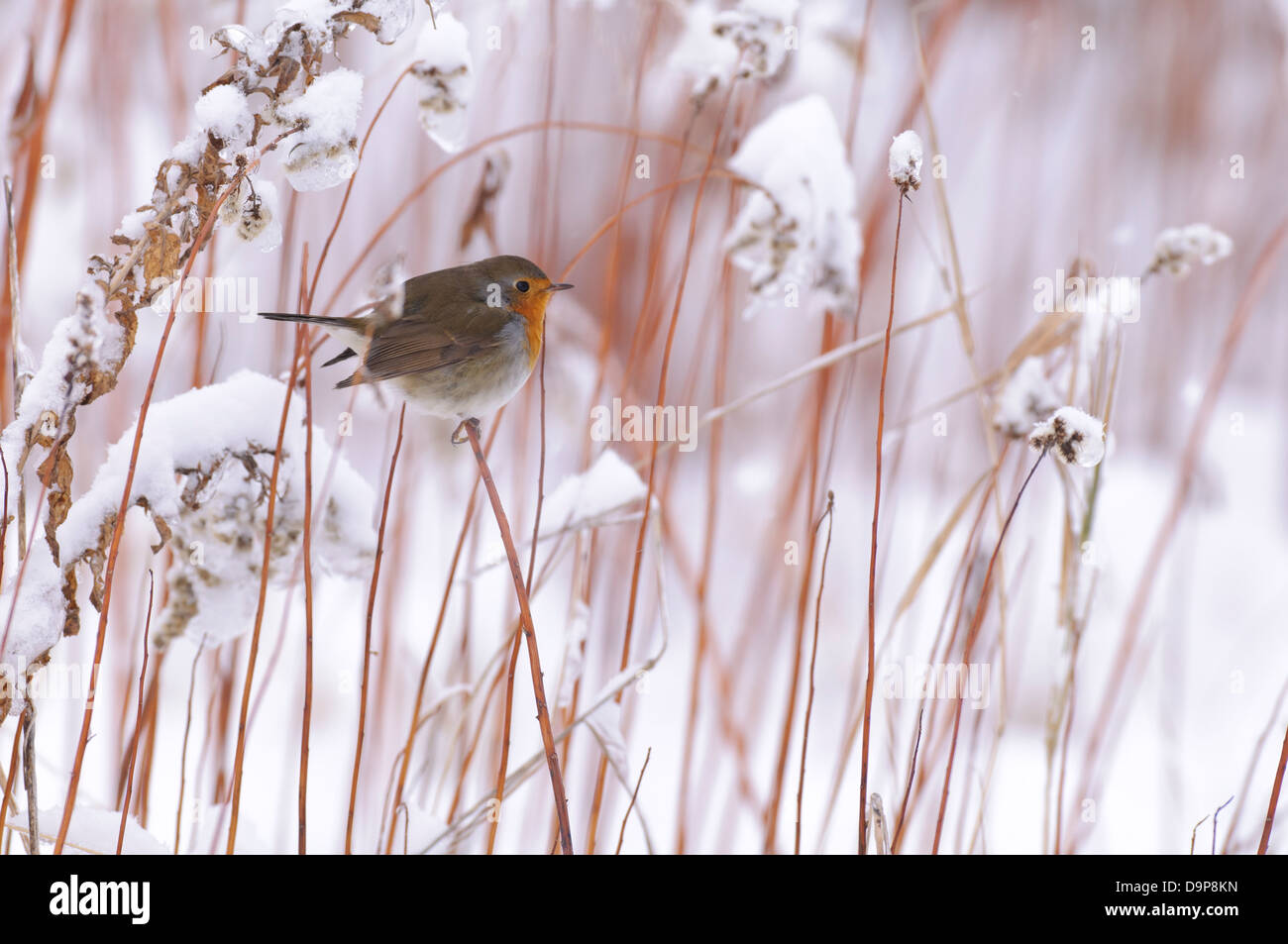 Erithacus rubecula, European Robin, Rotkehlchen, Winter Stock Photo - Alamy