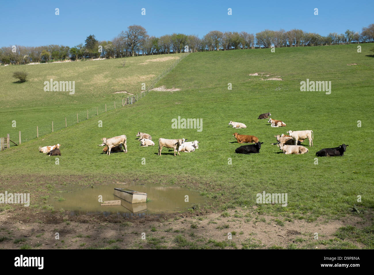 Cows in Field Wiltshire Stock Photo - Alamy