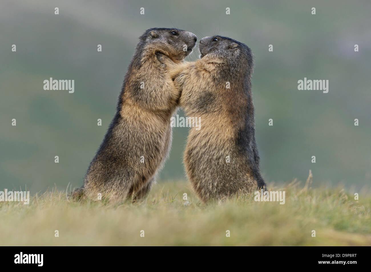 Murmeltier, Alpine Marmot, Marmota marmota Stock Photo - Alamy