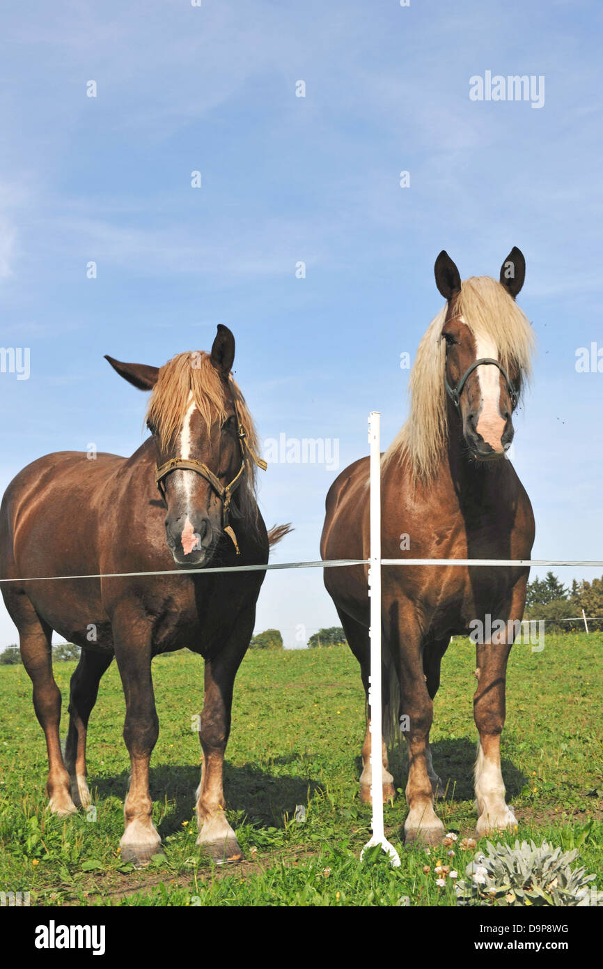 Two horses on paddock Stock Photo - Alamy
