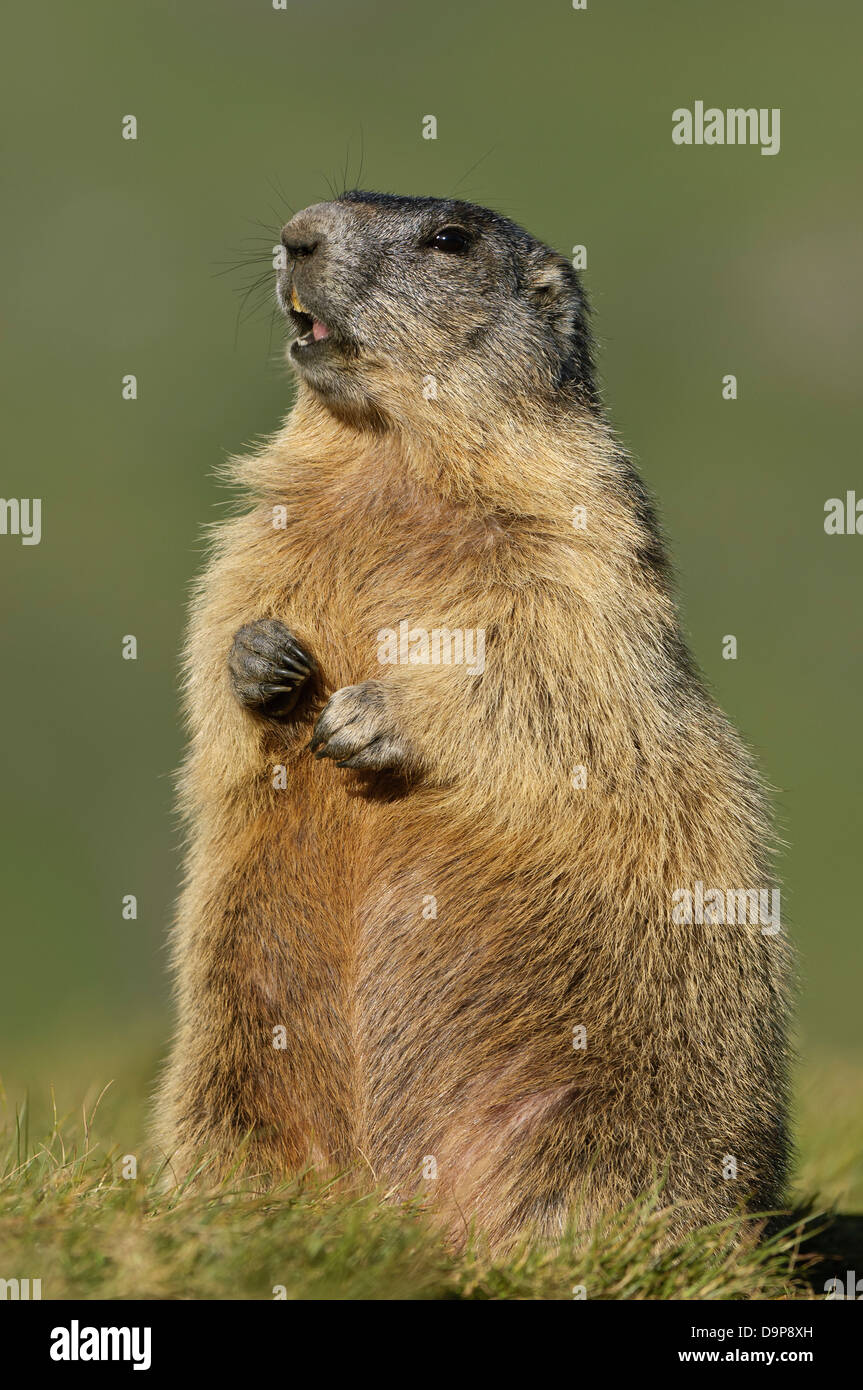 Murmeltier, Alpine Marmot, Marmota marmota Stock Photo - Alamy
