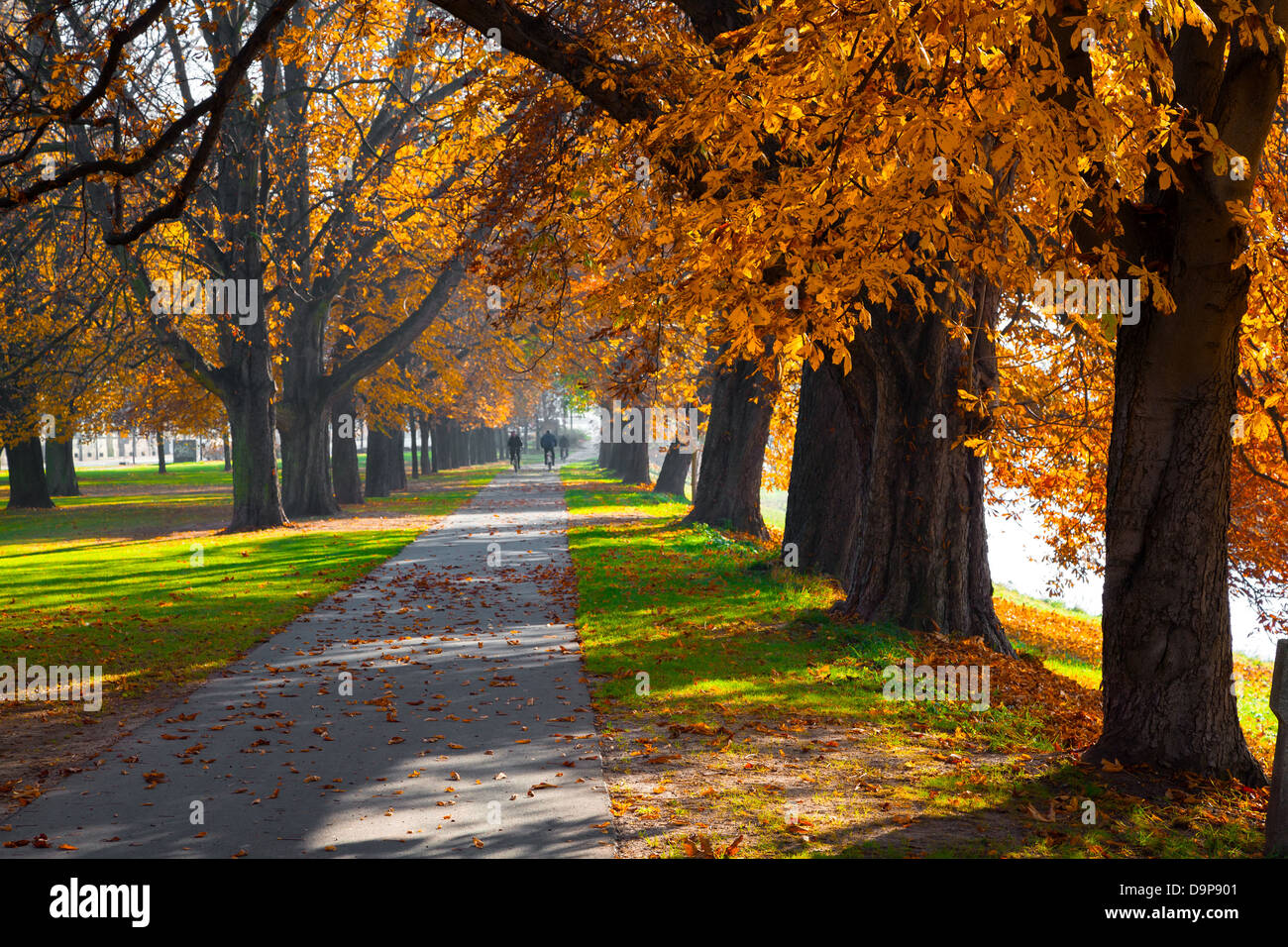 Deciduous tall tree hi-res stock photography and images - Alamy