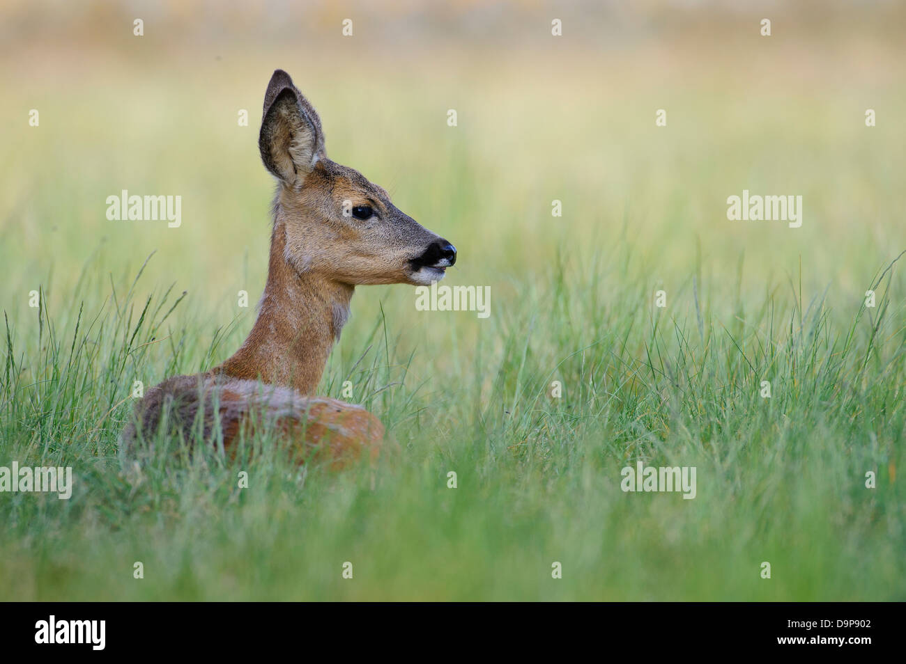 Capreolus capreolus Jungtier Kitz Reh Rehwild Roe Deer Stock Photo - Alamy