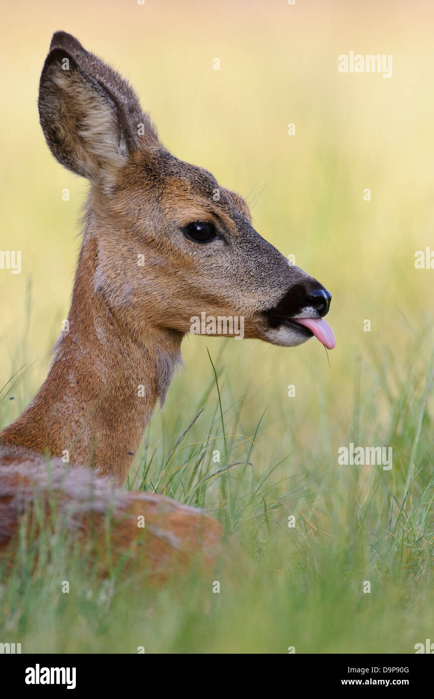 Capreolus capreolus Jungtier Kitz Reh Rehwild Roe Deer Stock Photo - Alamy
