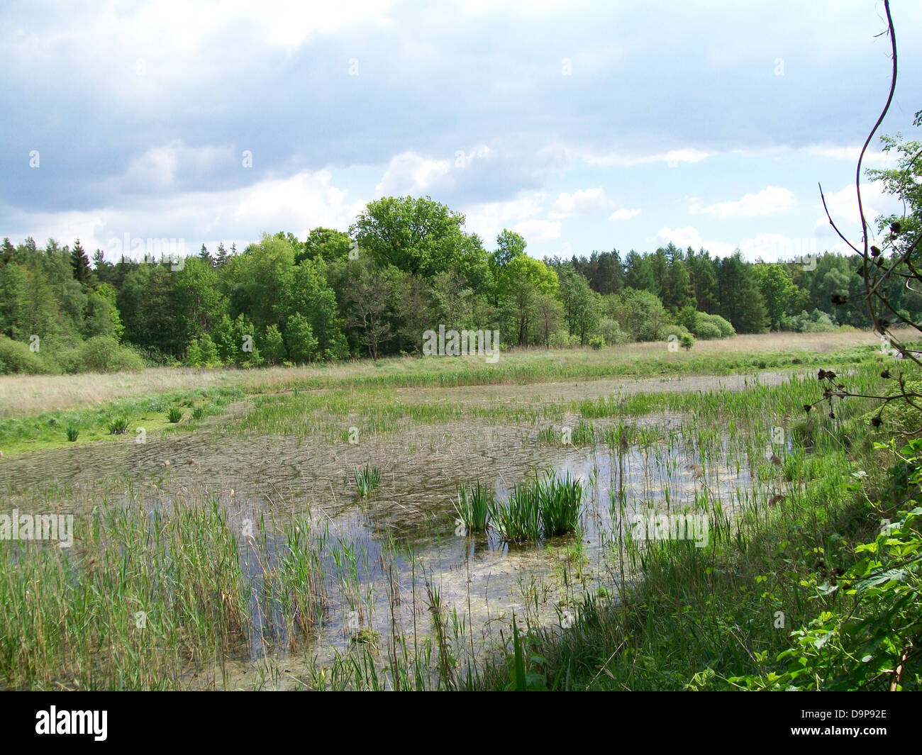 Lake drying up the swamp Stock Photo - Alamy