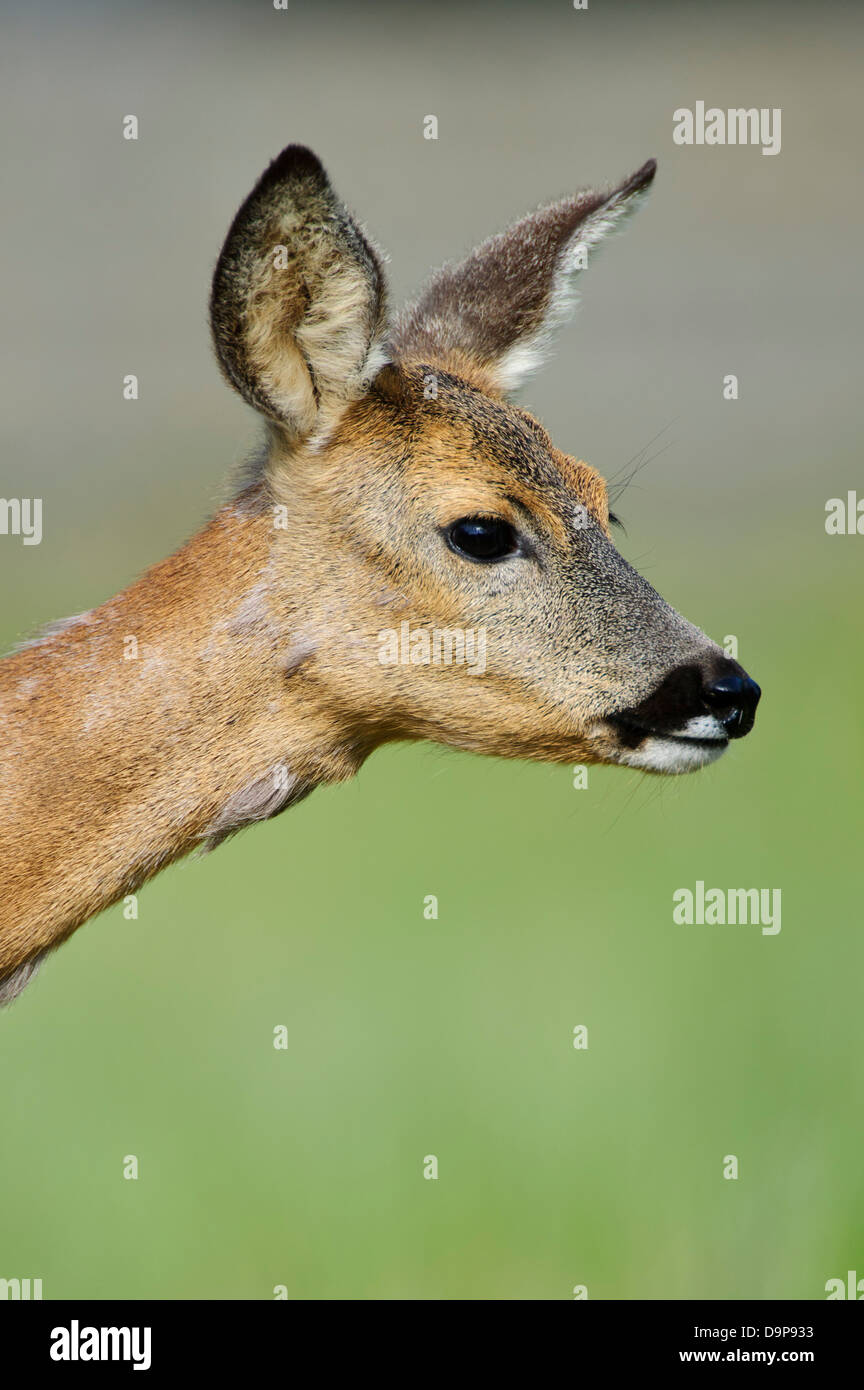 Capreolus capreolus Jungtier Kitz Reh Rehwild Roe Deer Stock Photo - Alamy