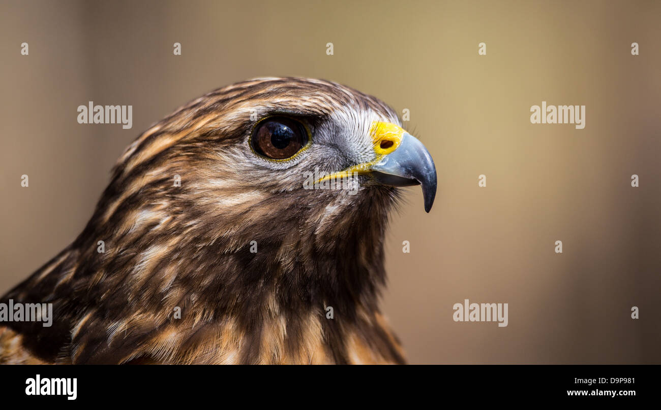 A Red Tailed Hawk searches for his next meal. Carolina Raptor Center ...
