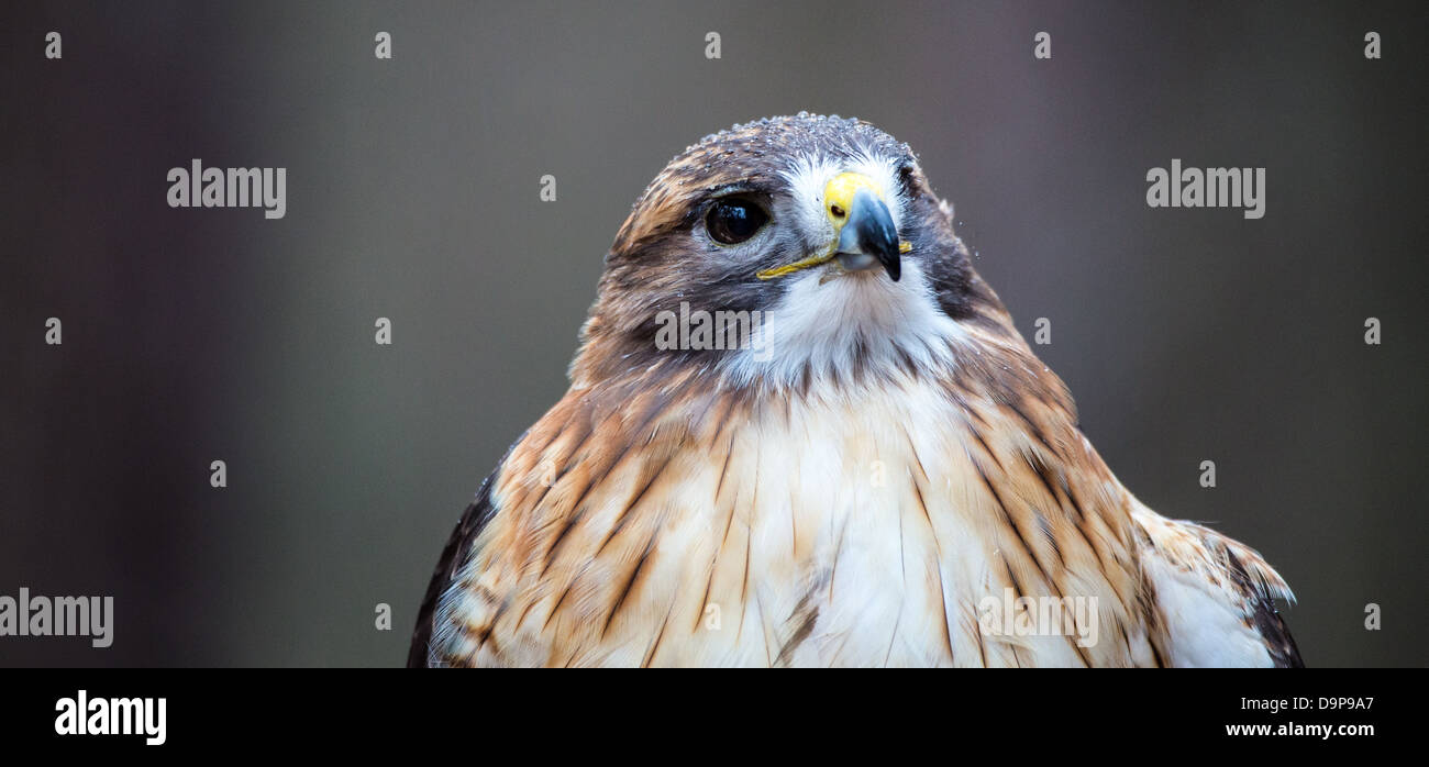 A Red Tailed Hawk searches for his next meal. Carolina Raptor Center ...