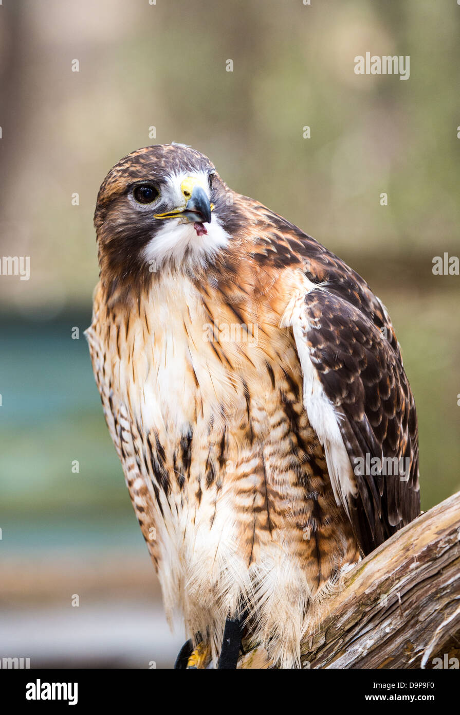 A Red Tailed Hawk searches for his next meal. Carolina Raptor Center ...