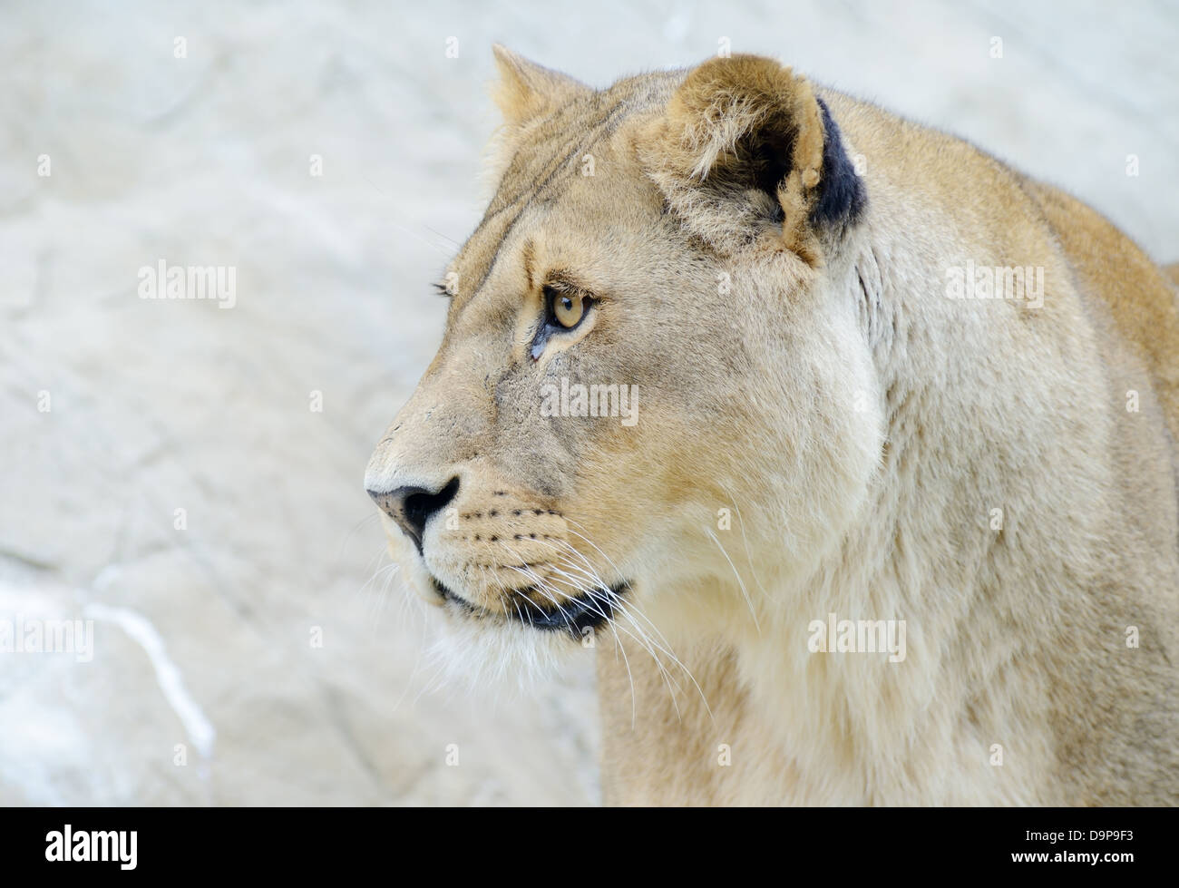 Lioness head profile hi-res stock photography and images - Alamy