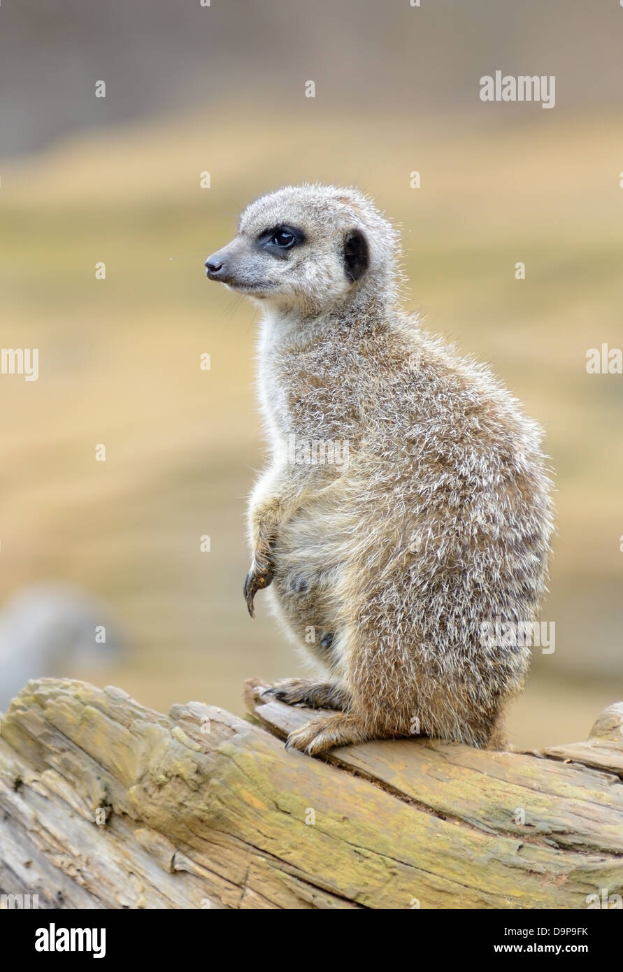 Meerkat sitting on a branch keeping lookout Stock Photo - Alamy