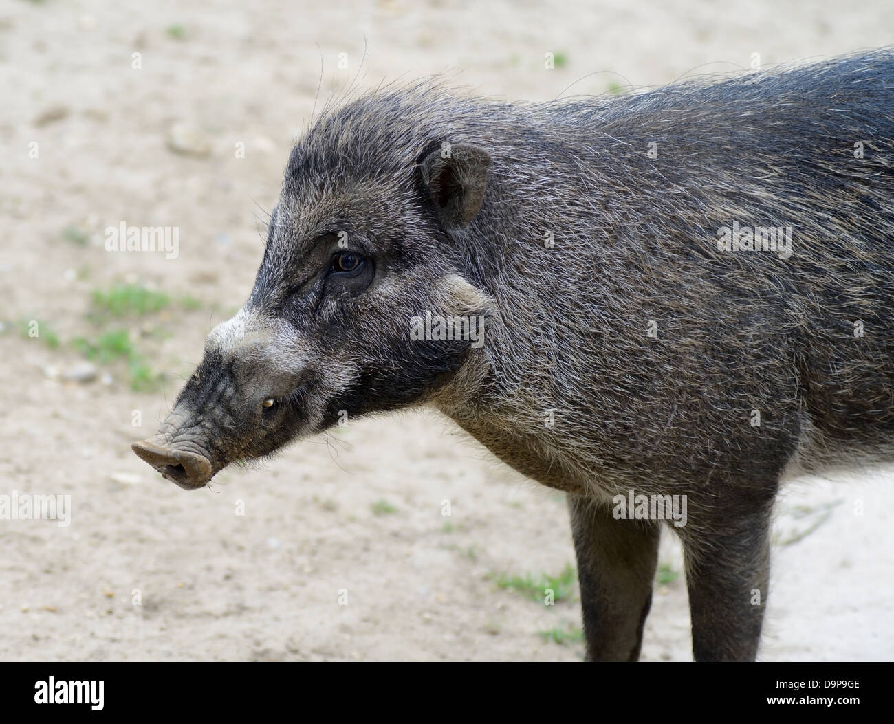 Warty pig hi-res stock photography and images - Alamy