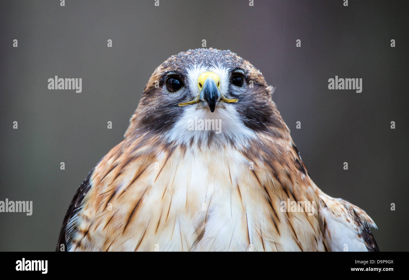 A Red Tailed Hawk searches for his next meal. Carolina Raptor Center ...