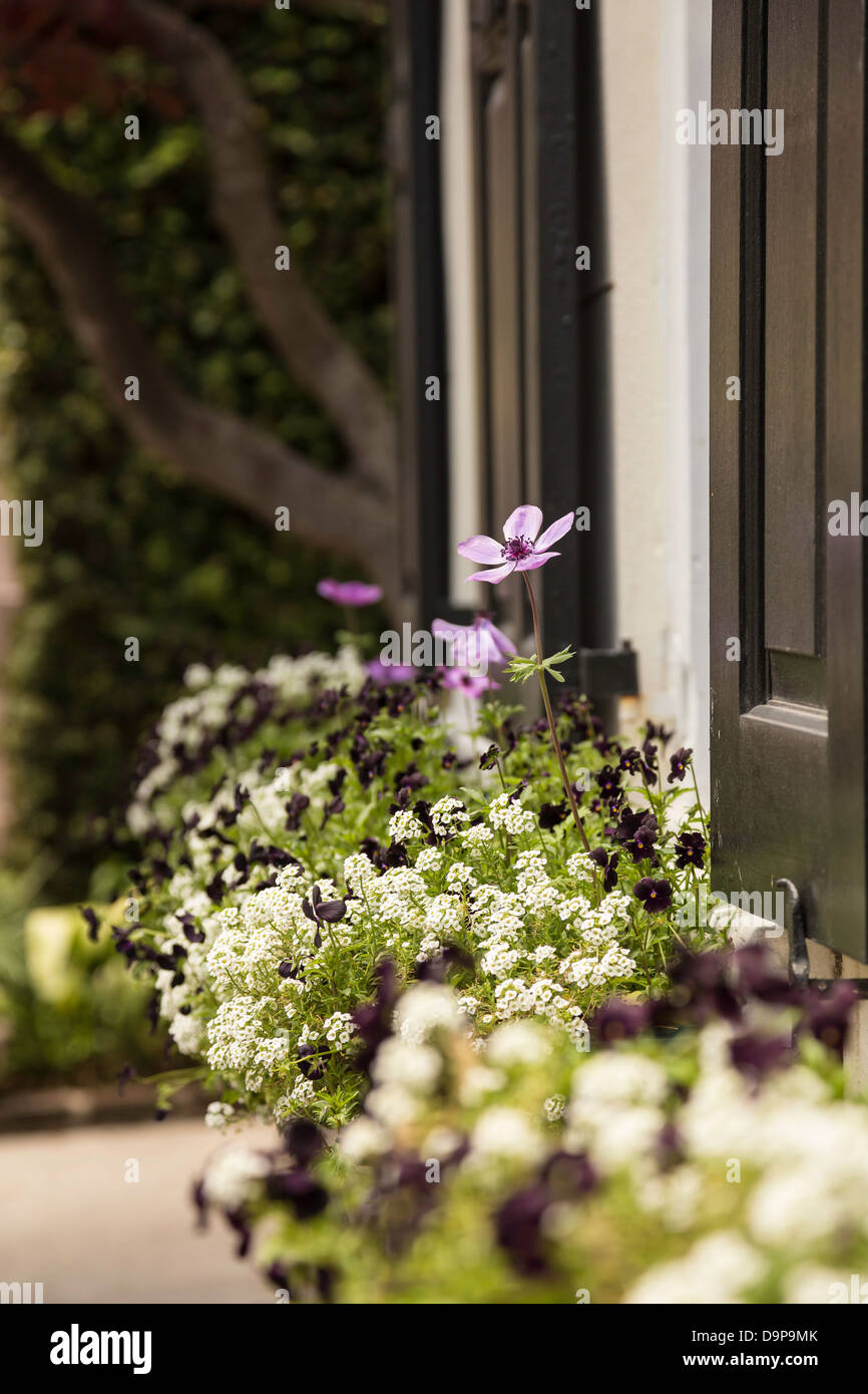 Scenic House Facade with Flowers, Historic District, Charleston , SC ...
