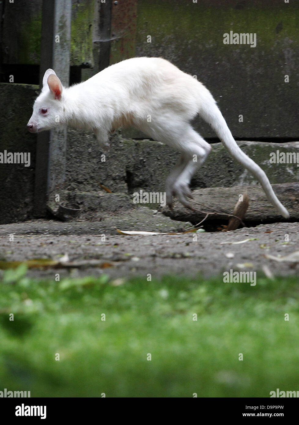 Duisburg, Germany. 24th June, 2013. A young albino kangaroo jumps ...