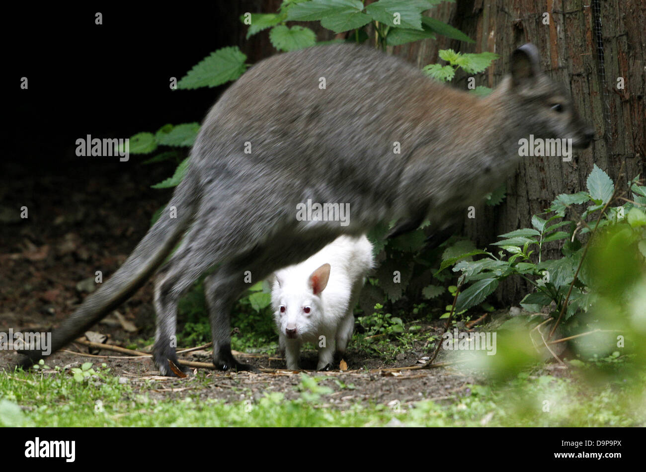 Duisburg, Germany. 24th June, 2013. A young albino kangaroo and its ...
