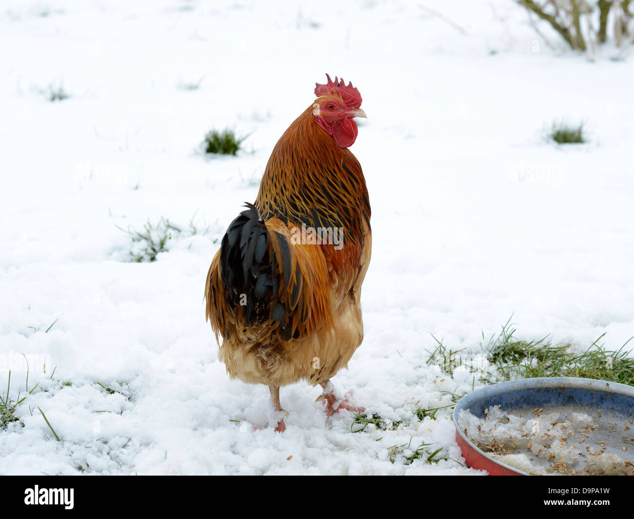A cold chicken out in a snowy field Stock Photo - Alamy