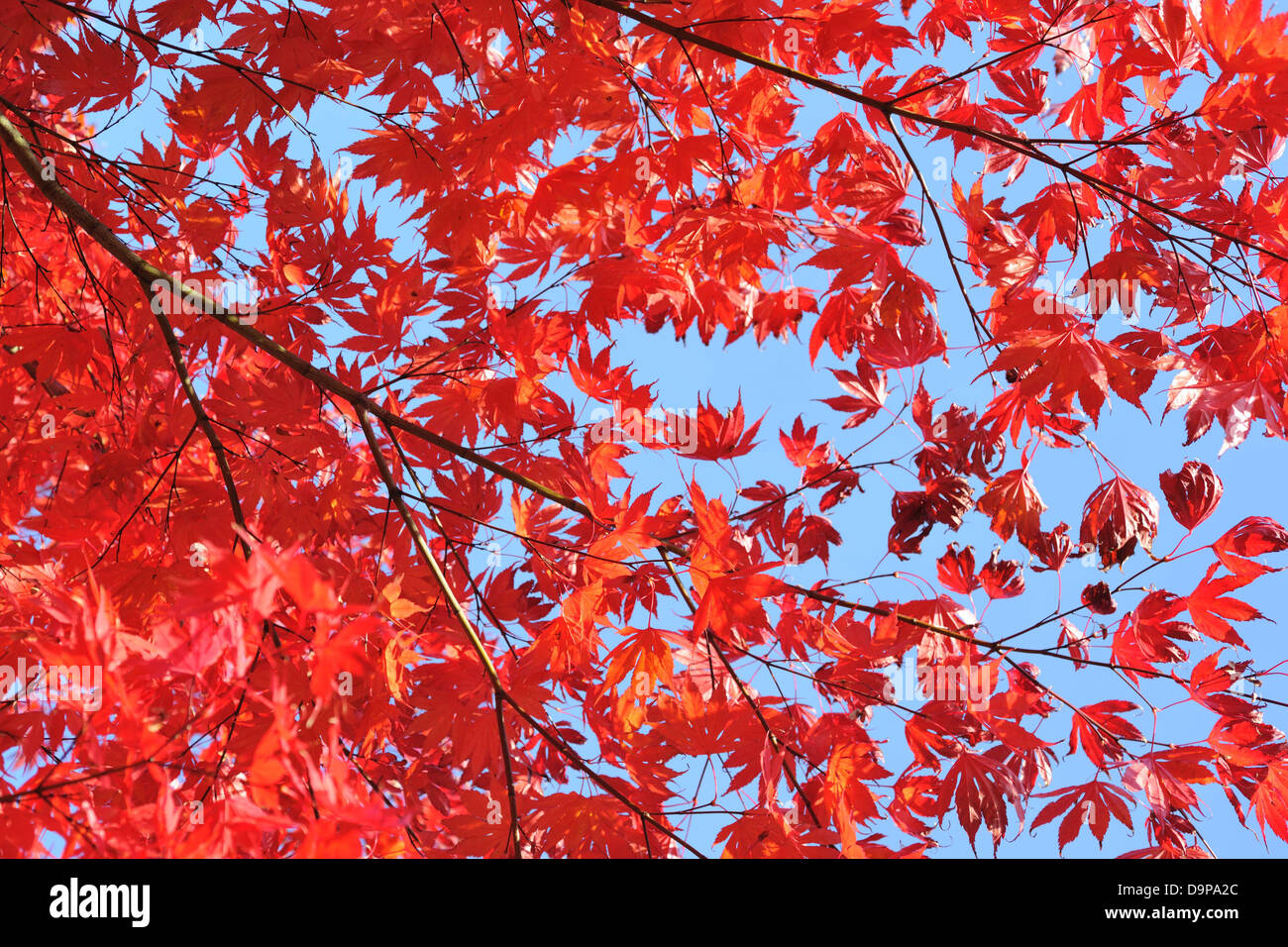 Red leaves of a tree Stock Photo - Alamy