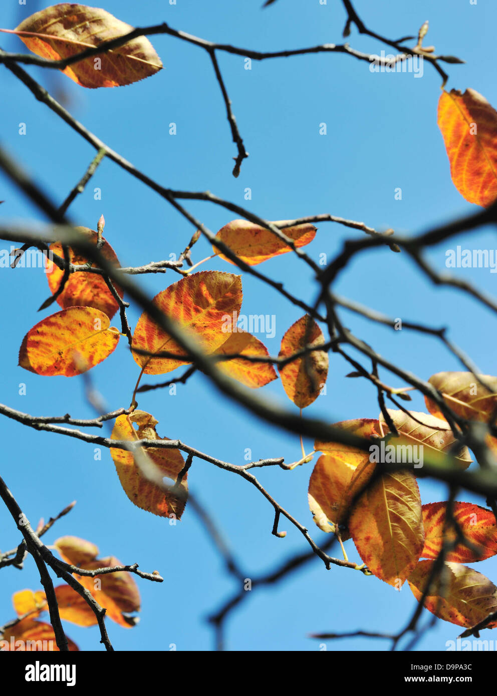 Autumn leaves on branch Stock Photo - Alamy