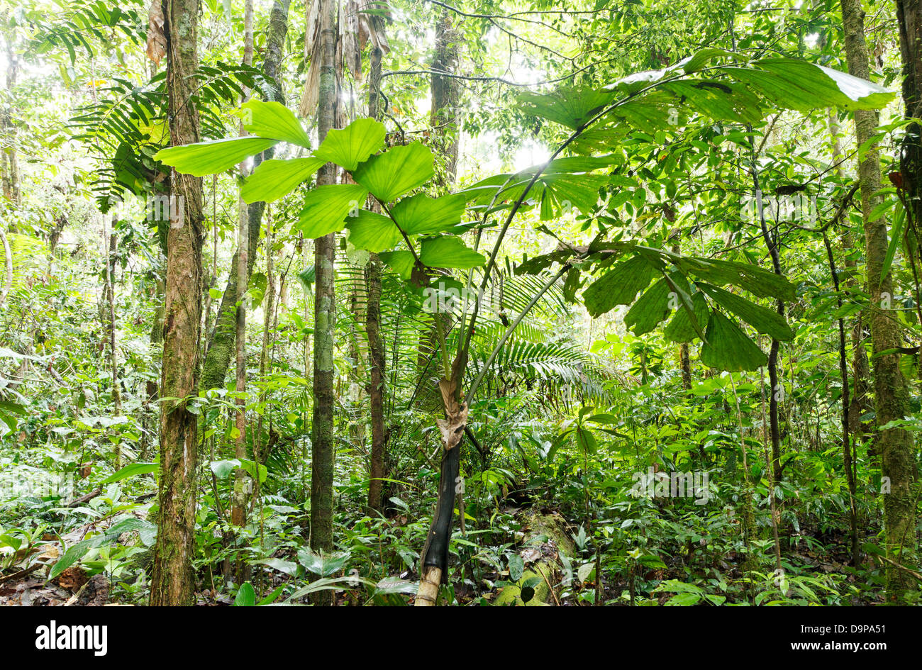 Palm tree (Iriartea deltoidea) growing in the rainforest understory ...